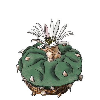 Cacti - Decriminalize Nature