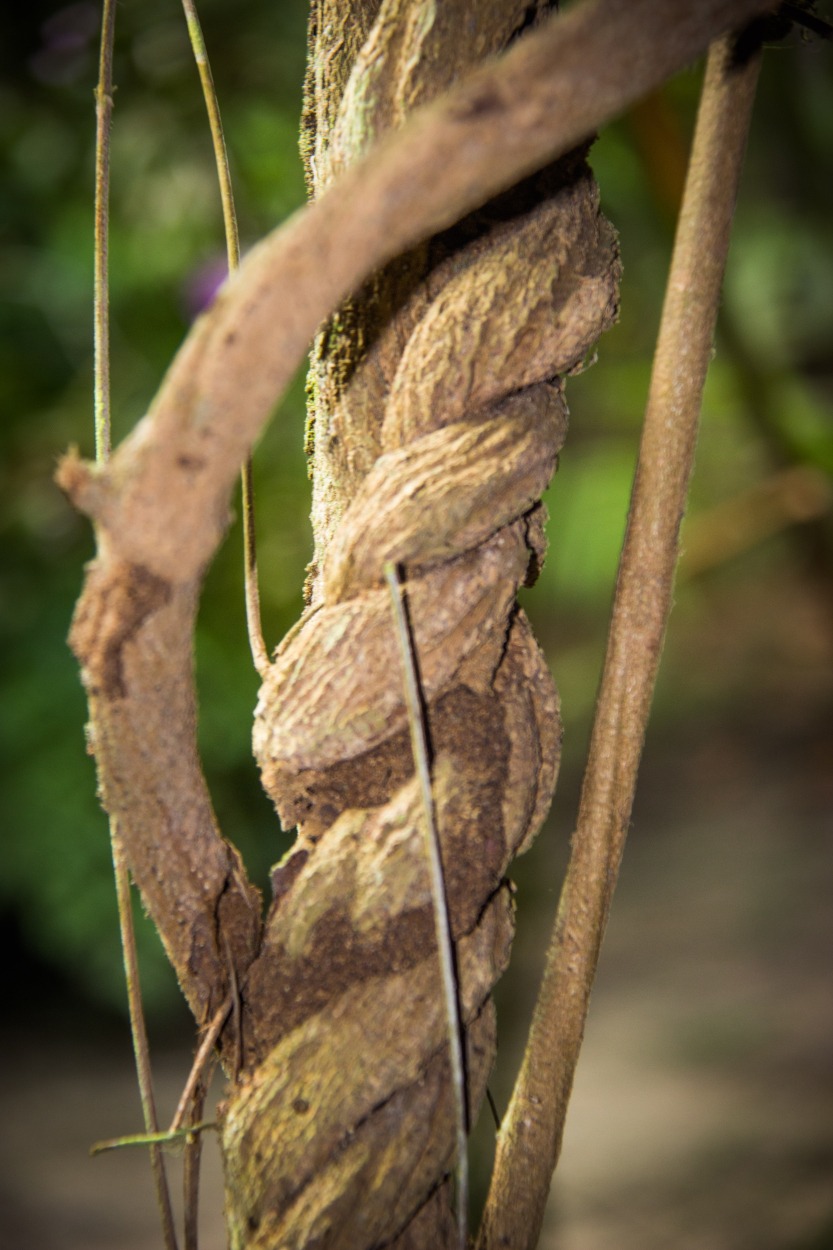 Ayahuasca - Decriminalize Nature