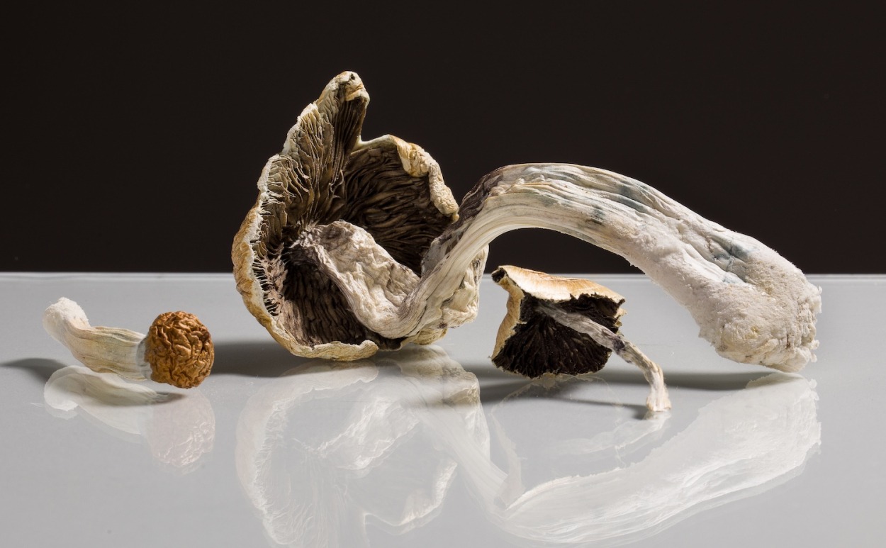 Psilocybin Mushrooms - Decriminalize Nature