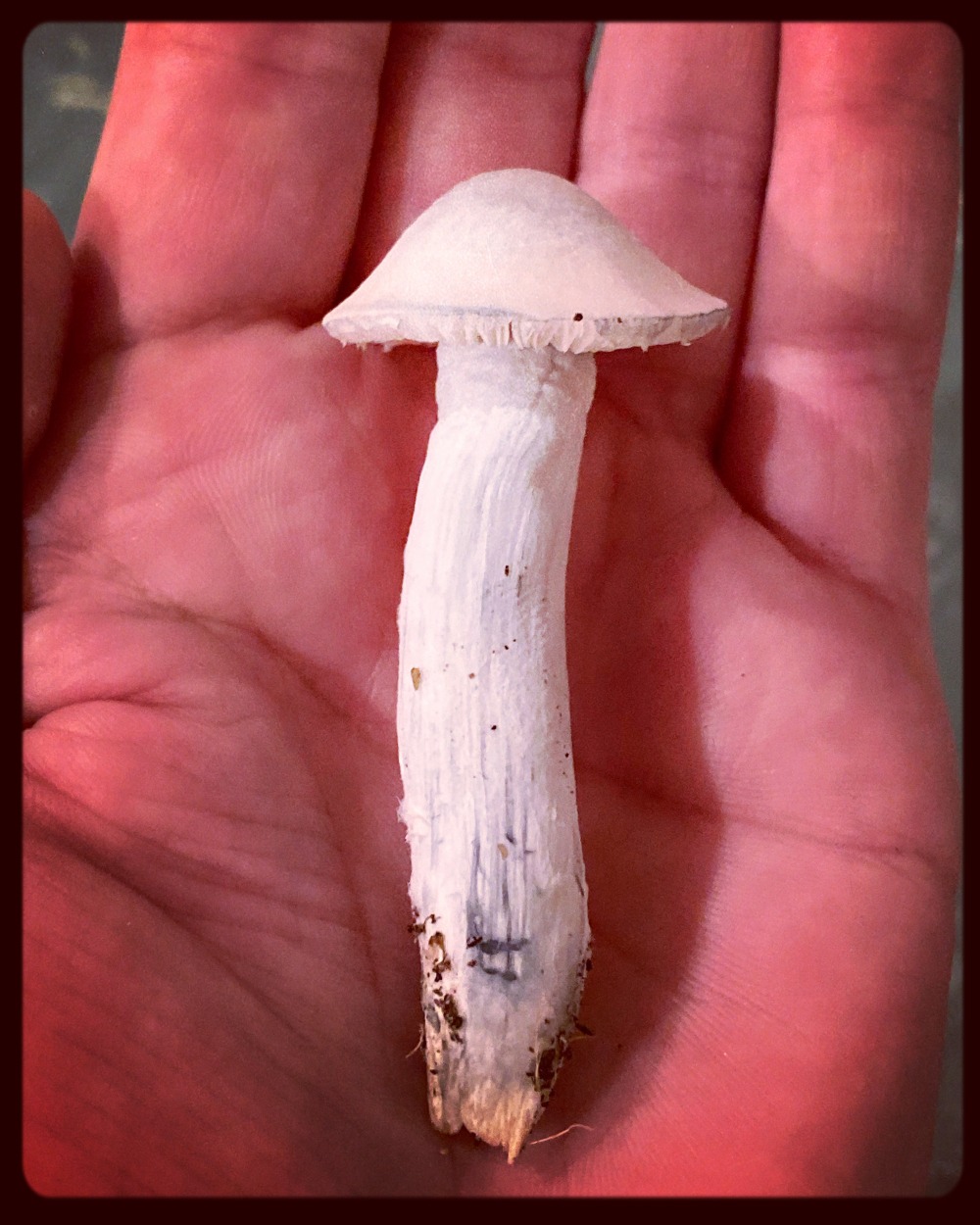 Psilocybin Mushrooms - Decriminalize Nature