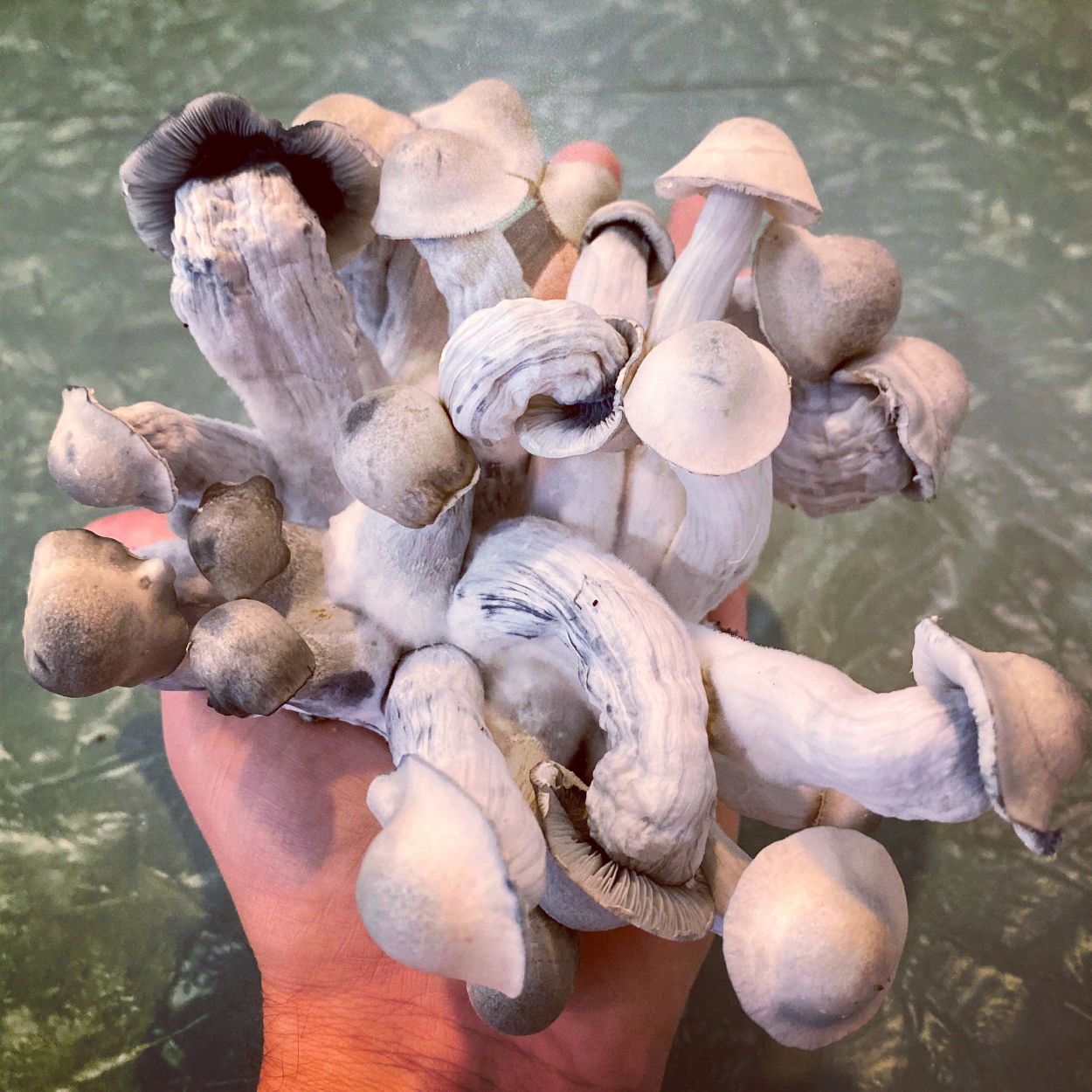 Psilocybin Mushrooms - Decriminalize Nature