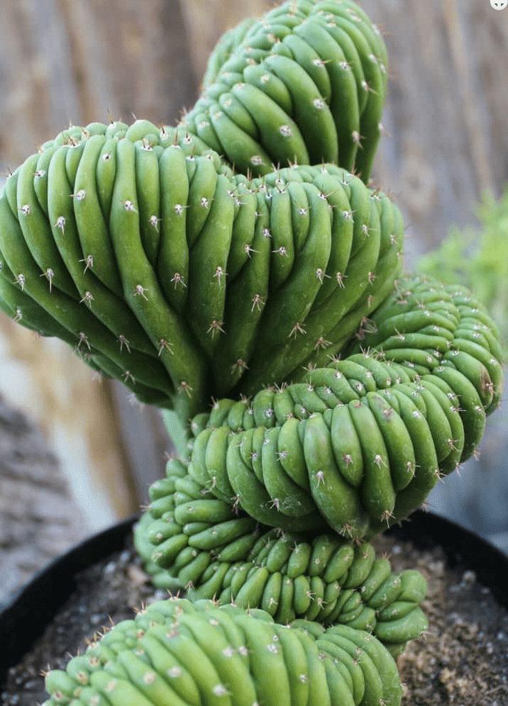 Cacti - Decriminalize Nature